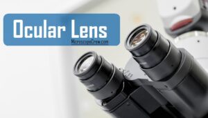 Types of Microscope Lenses [How they Work] - Microscope Crew