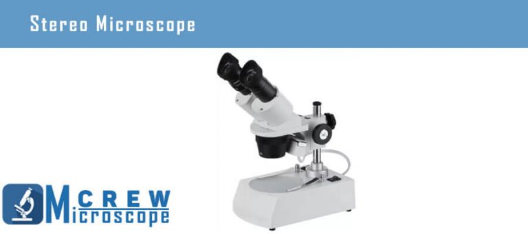 Compound Microscope VS Stereo Microscope - Microscope Crew