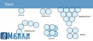 What Do Germs Look Like Under a Microscope? - Microscope Crew
