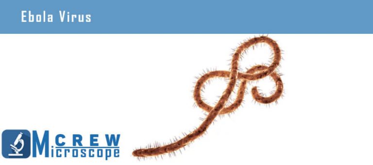 What Do Germs Look Like Under a Microscope? - Microscope Crew