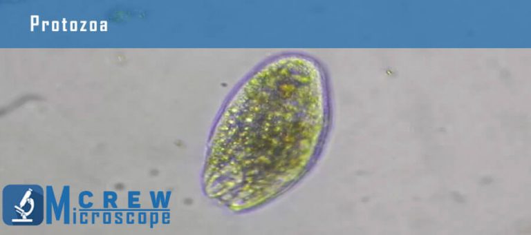 What Do Germs Look Like Under a Microscope? - Microscope Crew