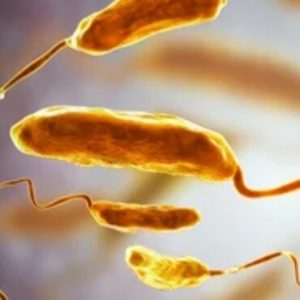 How to Identify and View Bacteria Shape under Microscope - Microscope Crew