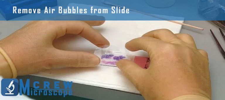 How to Remove Air Bubbles from Microscope Slide - Microscope Crew