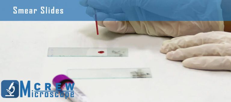How to Prepare Microscope Slides - Microscope Crew
