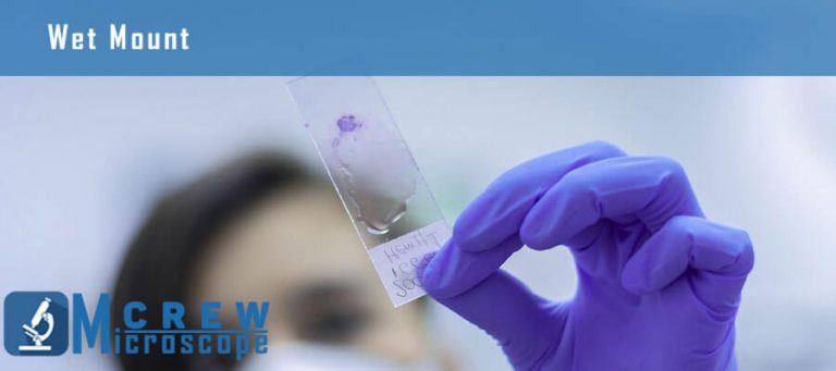 How to Prepare Microscope Slides - Microscope Crew