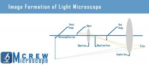 How does a Light Microscope Work [ Complete Guide ] - Microscope Crew