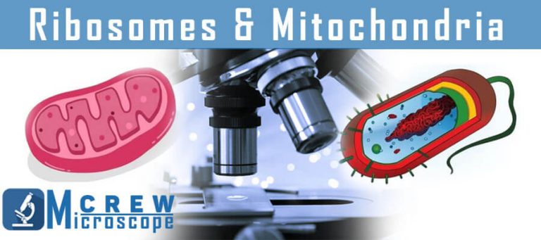 What Type of Microscope is Needed to See Ribosomes and Mitochondria ...