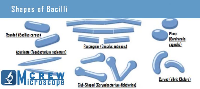 How to Identify and View Bacteria Shape under Microscope - Microscope Crew