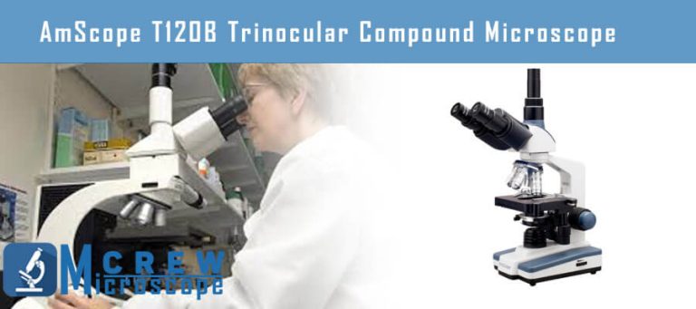 Best 2000x Magnification Microscopes - Microscope Crew