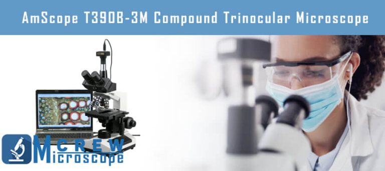 Best 2000x Magnification Microscopes - Microscope Crew