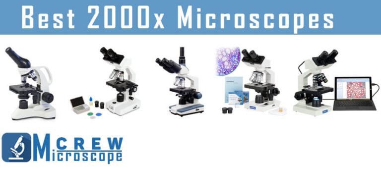 Best 2000x Magnification Microscopes - Microscope Crew