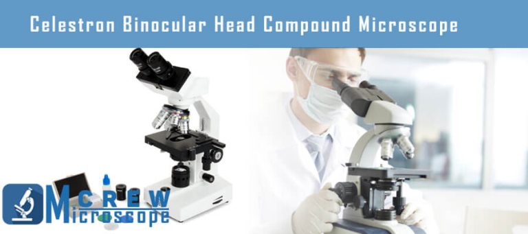 Best 2000x Magnification Microscopes - Microscope Crew