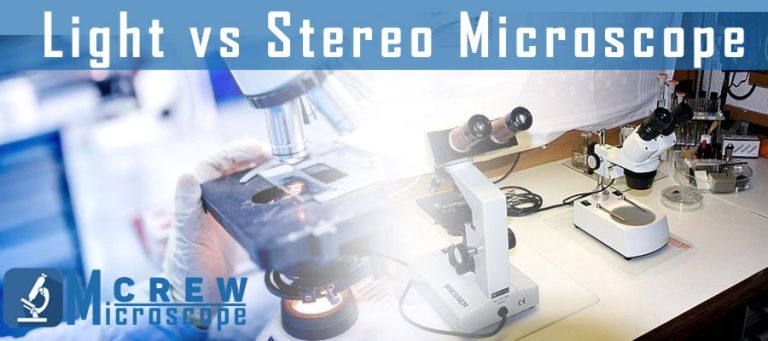 Light Microscope vs Stereo Microscope - Microscope Crew