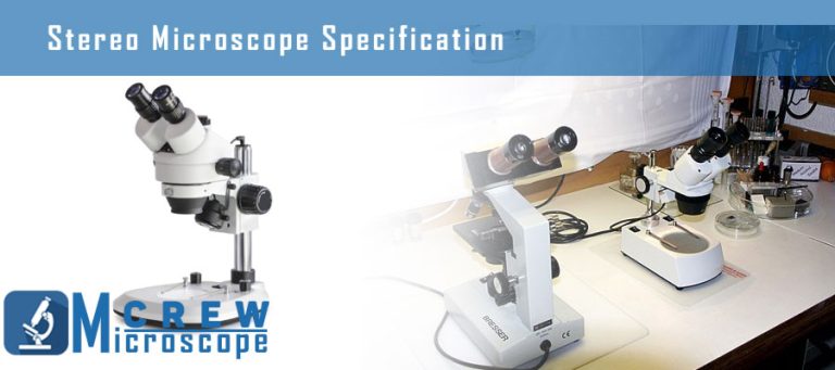 Light Microscope vs Stereo Microscope - Microscope Crew