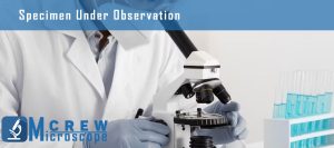 What do the Stage Clips do on a Microscope - Microscope Crew