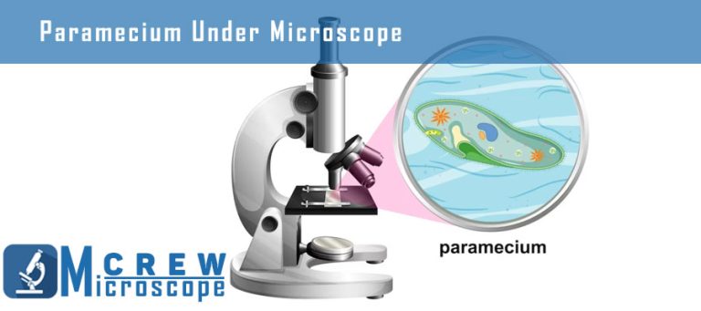 What Can You See With 2500x Microscope? - Microscope Crew