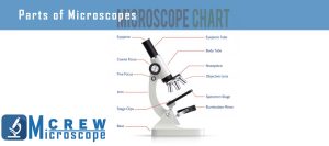 What does the Adjustment Knob do on a Microscope? - Microscope Crew