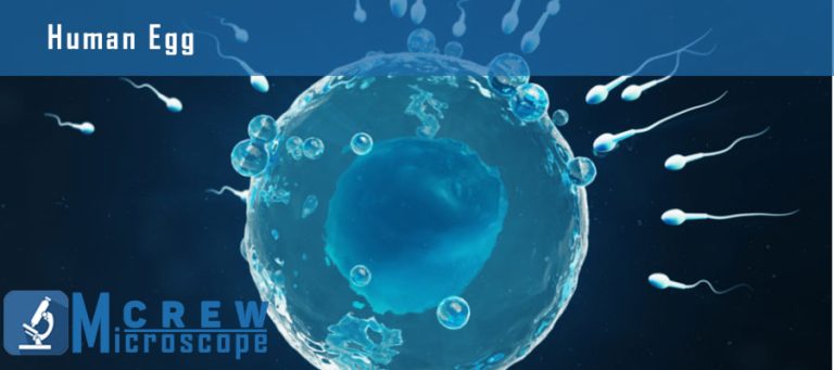 What are Cells You Can See Without a Microscope? - Microscope Crew