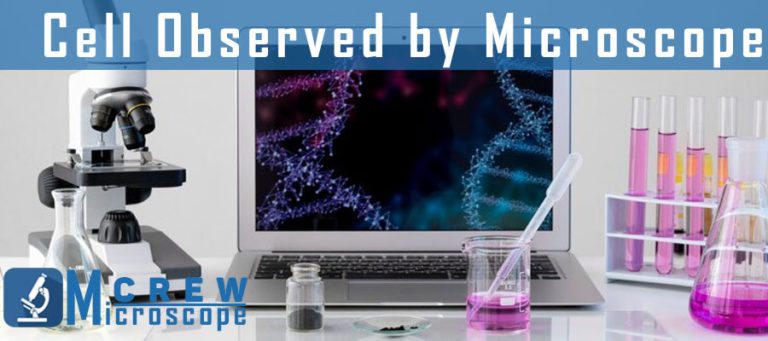 What Microscope Can See Cells - Microscope Crew