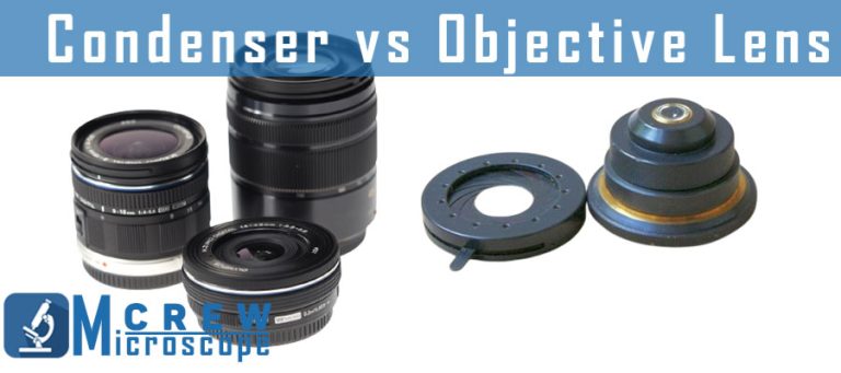 Condenser Lens Vs. Objective Lens - Microscope Crew