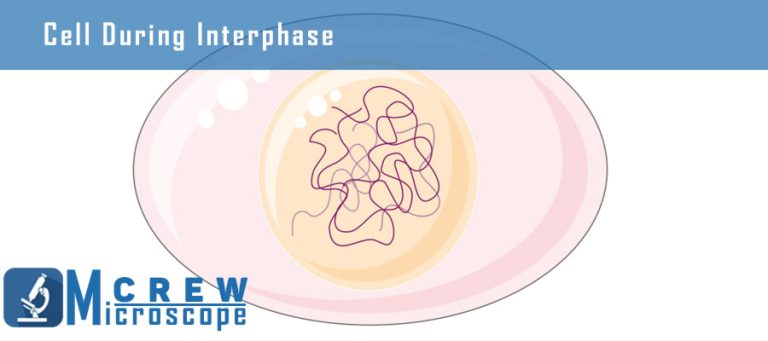 Why is it Difficult to Observe Individual Chromosomes with a Light ...