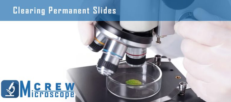 How to Make Permanent Slides - Microscope Crew