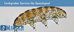 Tardigrade Under Microscope - Microscope Crew