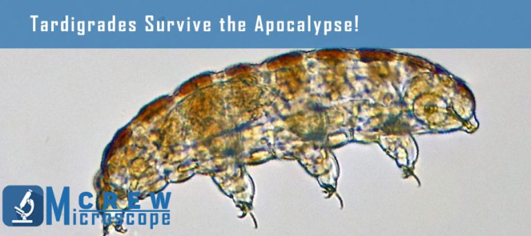 Tardigrade Under Microscope - Microscope Crew