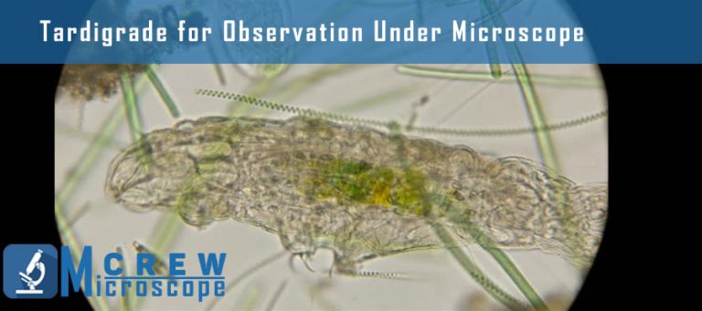 Tardigrade Under Microscope - Microscope Crew
